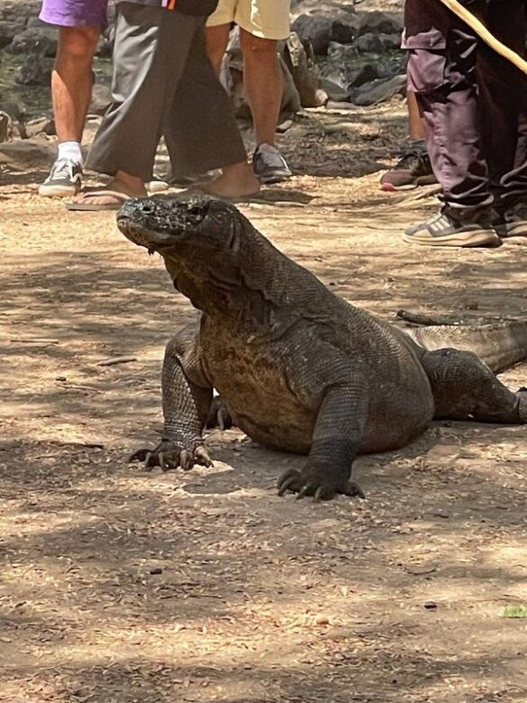 15 Must-See Komodo Island Attractions & Unique Activities - Global ...