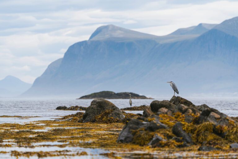 12 Must-See Ålesund, Norway Attractions & Unique Activities: From ...
