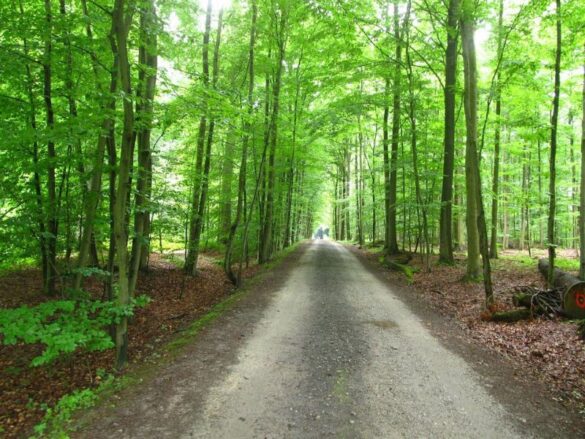 12 Unique Things to Do in Brussels for Young Adults (Beyond the Basics!)