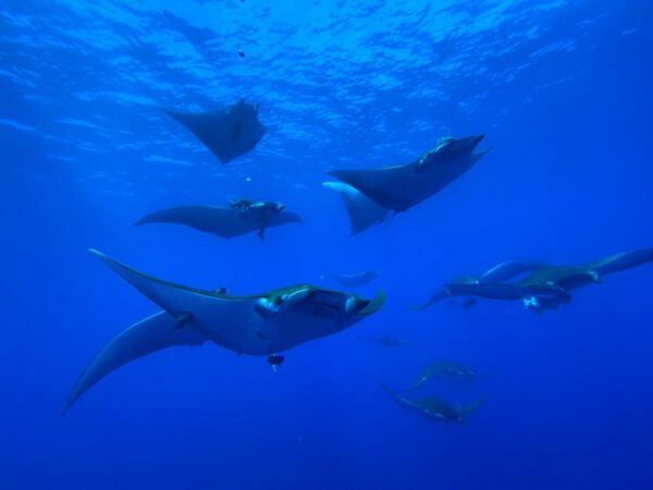 12 Unmissable Activities in Ponta Delgada, Azores You’ll Love