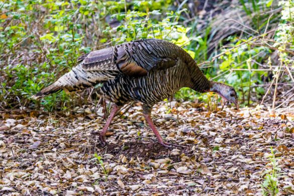 Guide to Pinnacles National Park: A Hidden Gem in California - Global ...